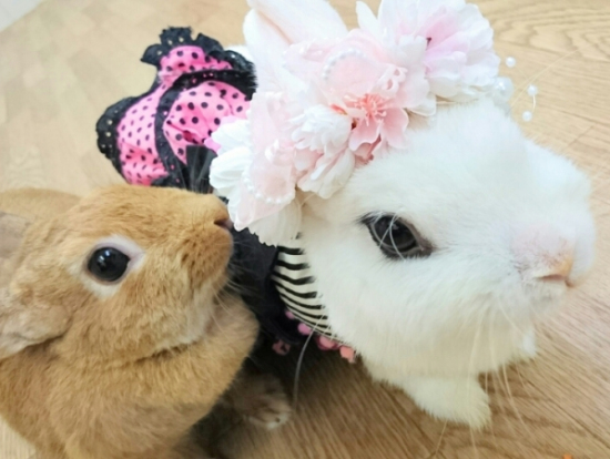 Reservations to Meet Adorable Bunnies at a Rabbit Cafe' in Tokyo, Tokyo ...